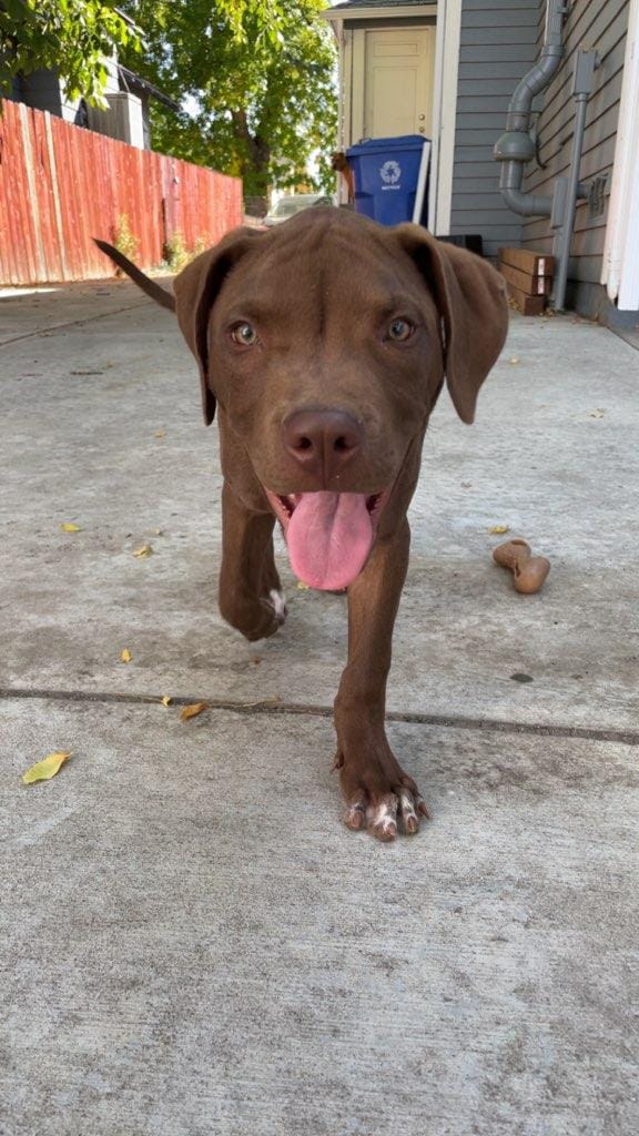 Adopt Canelo Today - Pets TheCountyOffice