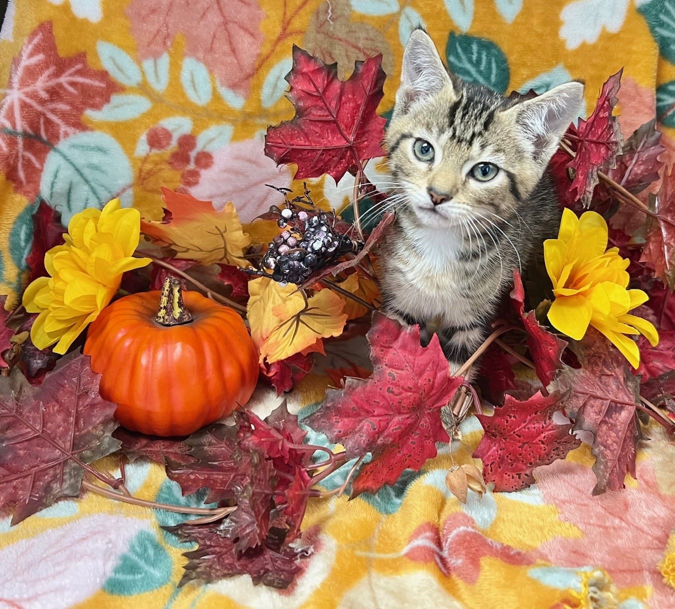 Adopt Gourd Today - Pets TheCountyOffice