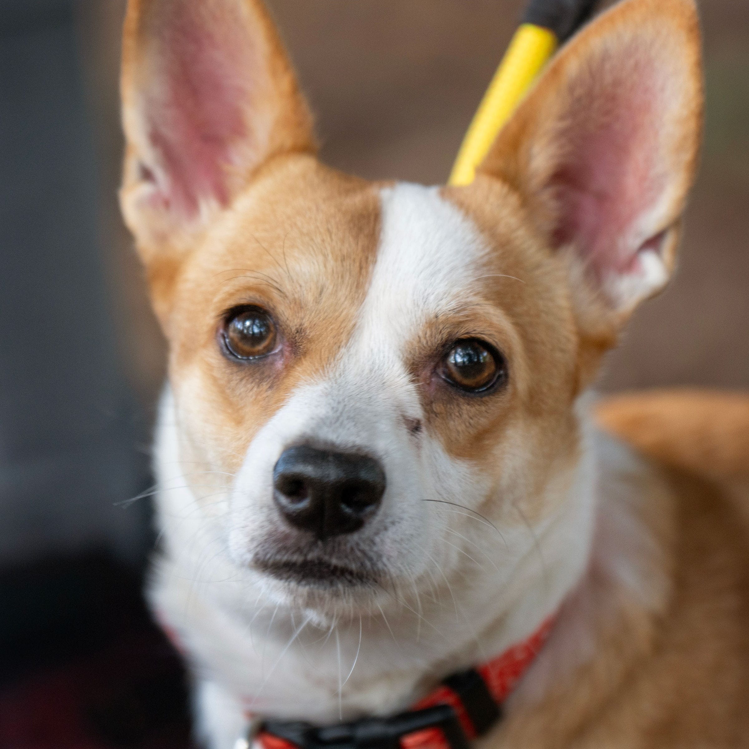 Animal Shelters in Blue Jay, CA - Pets TheCountyOffice