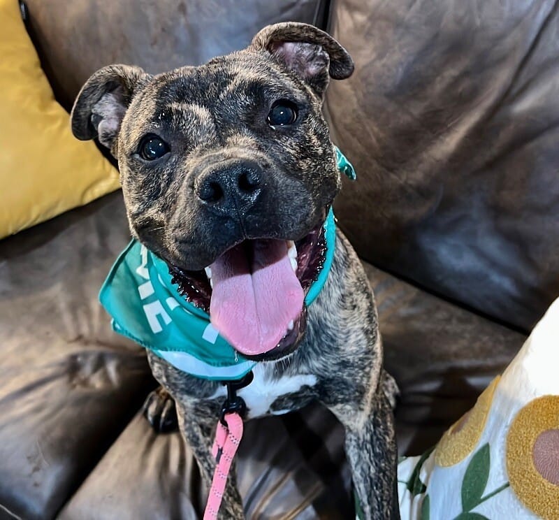 Adopt Kyler the beautiful brindle boy Today - Find Paw Pal