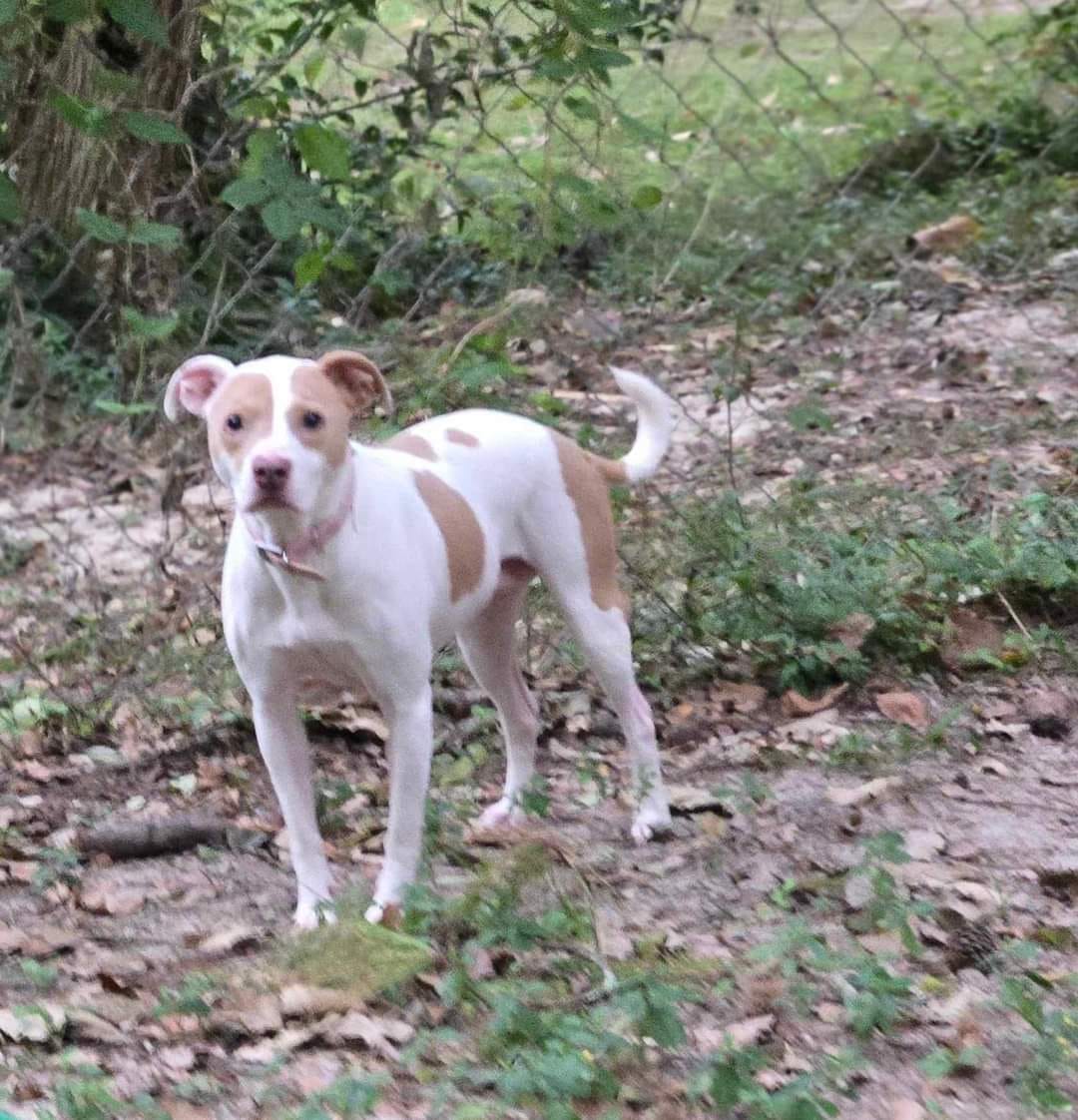 Dog Rescue in Griffin, GA - Find Paw Pal