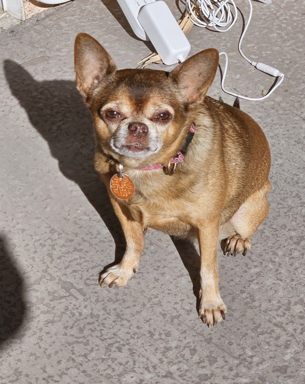 Adopt Cinnamon - Medical Alert/Service Dog Today - Pets TheCountyOffice