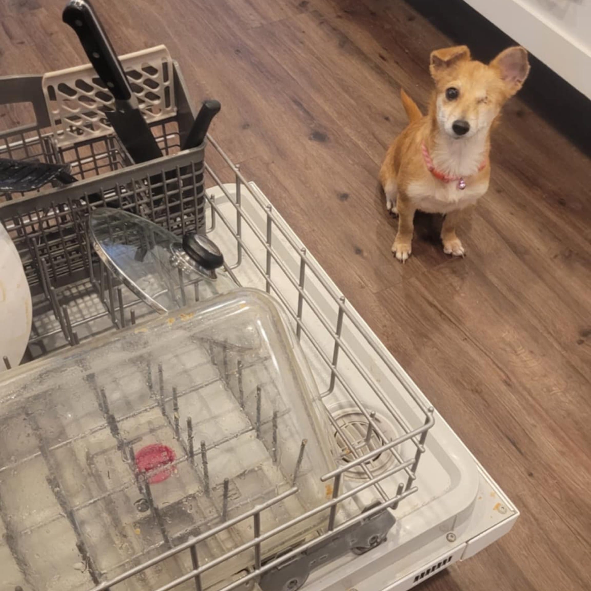 Adopt Little Fox PC Today - Pets TheCountyOffice