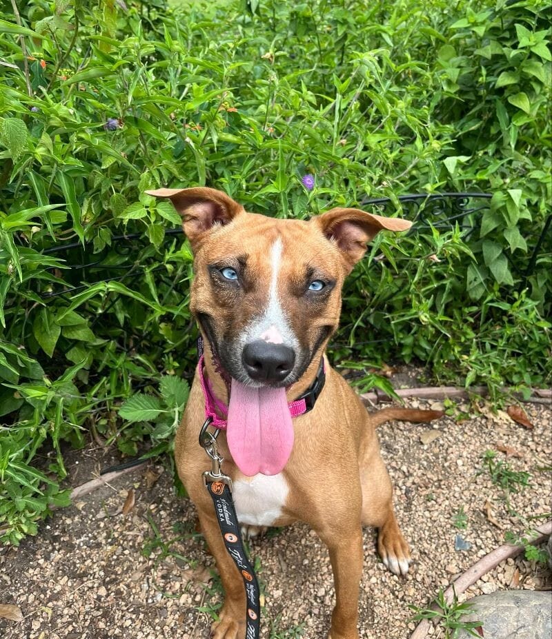 Adopt Gigi Grace Today - Find Paw Pal