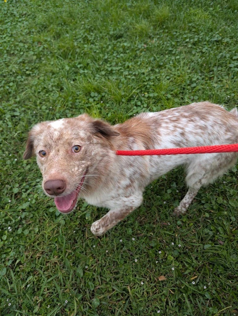 Adopt Jimmy Dean Today - Find Paw Pal