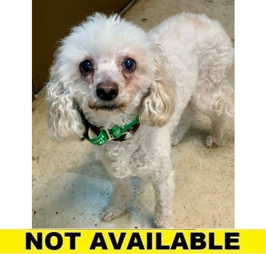 Adopt Halbert Today - Pets TheCountyOffice