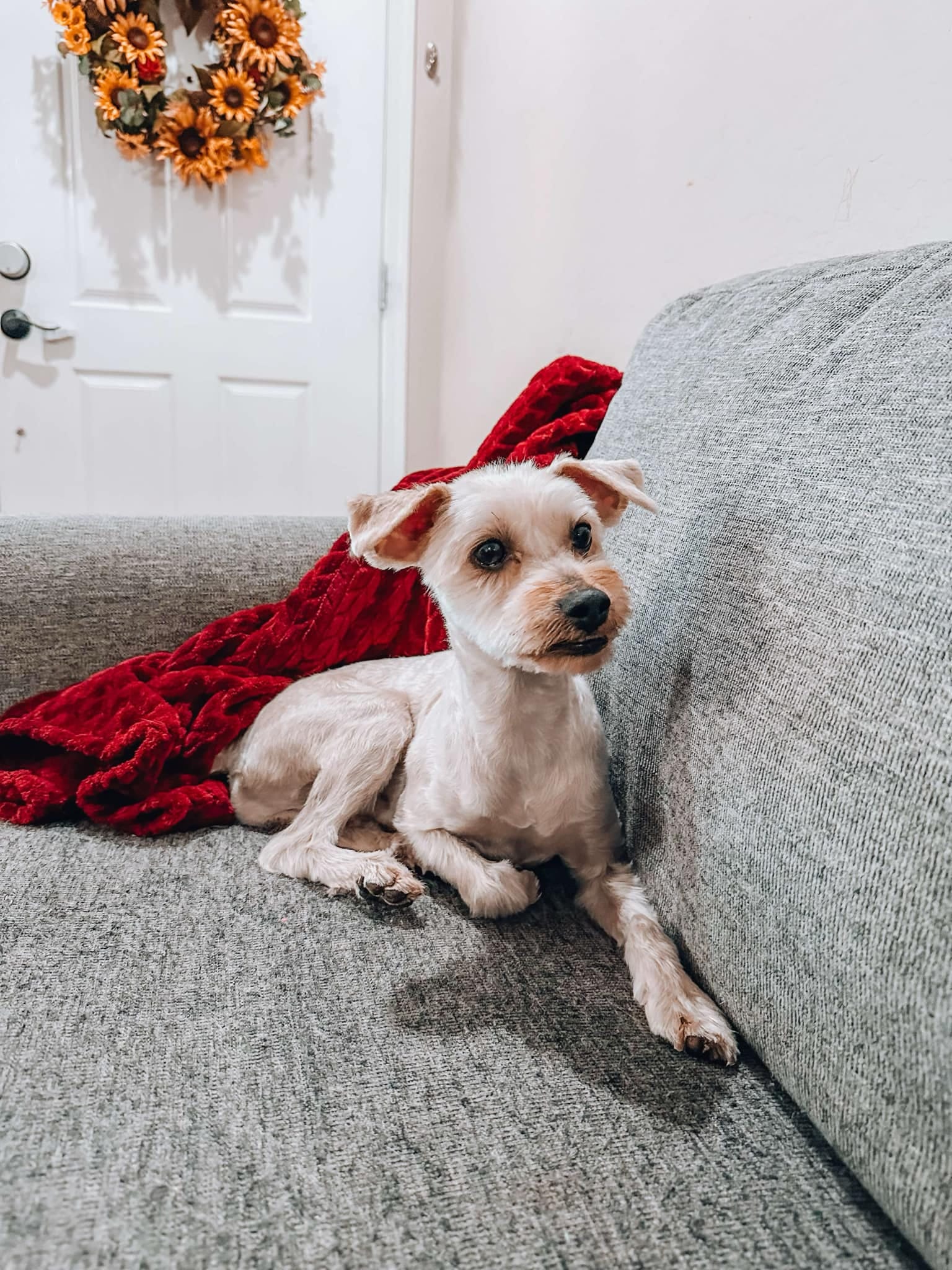 Adopt Tilk Today - Pets TheCountyOffice