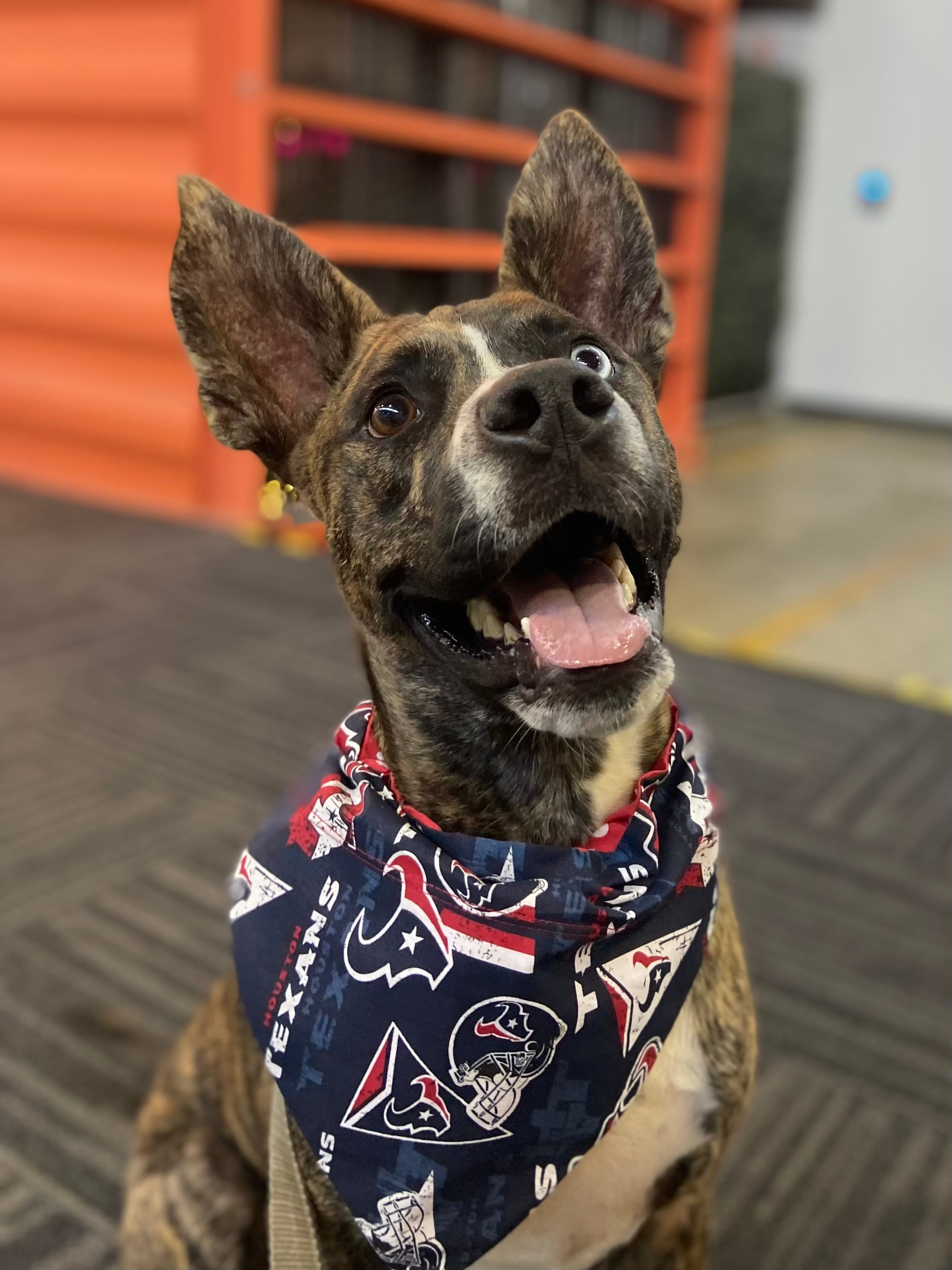 Adopt Beck the Blue Eye Wonder Today - Find Paw Pal
