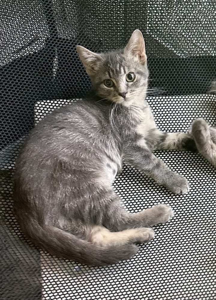 Adopt **Topeka Cat Cafe** Jen Today - Pets TheCountyOffice