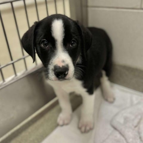 Adopt Professor Plum Today - Find Paw Pal