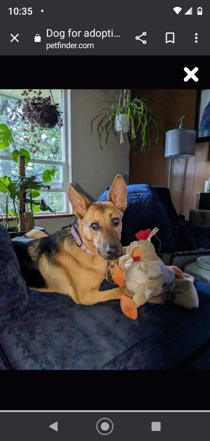 Adopt Mason Today - Find Paw Pal