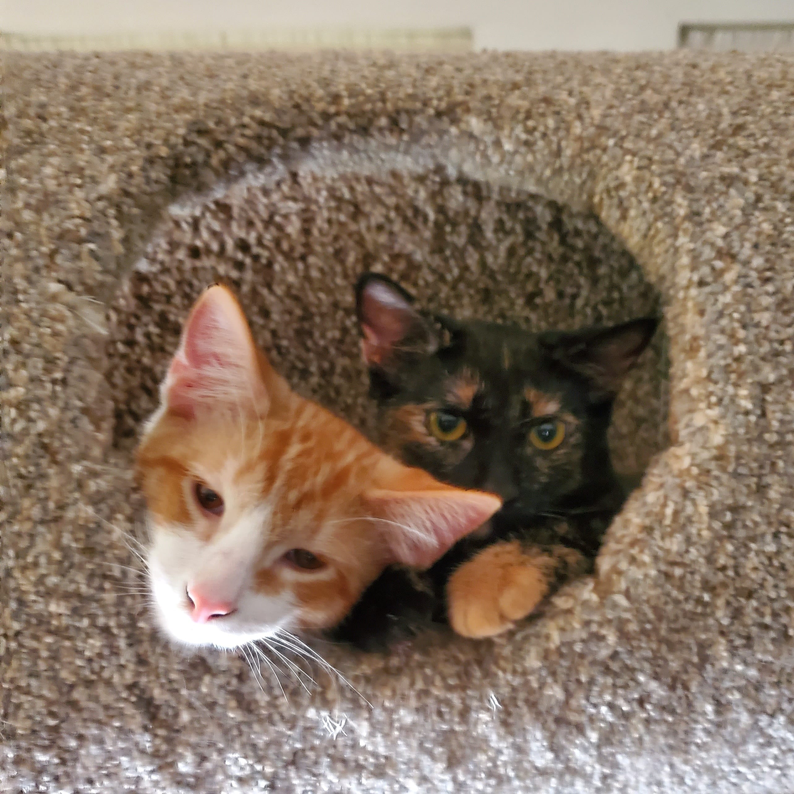 Adopt Brubber and Sissy Blind Kitty Bonded Pair Today - Find Paw Pal