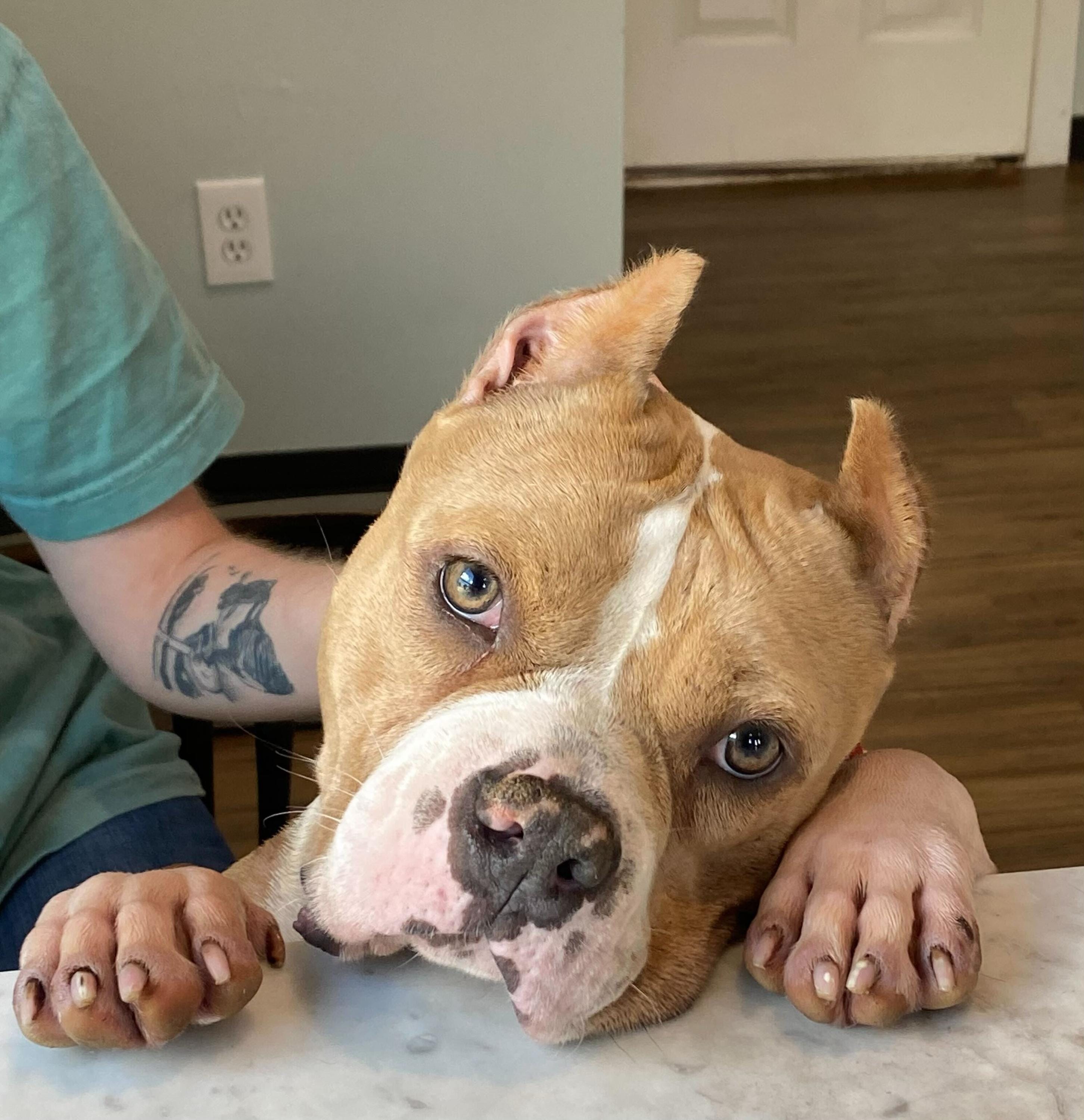 Adopt Amber Today - Pets TheCountyOffice