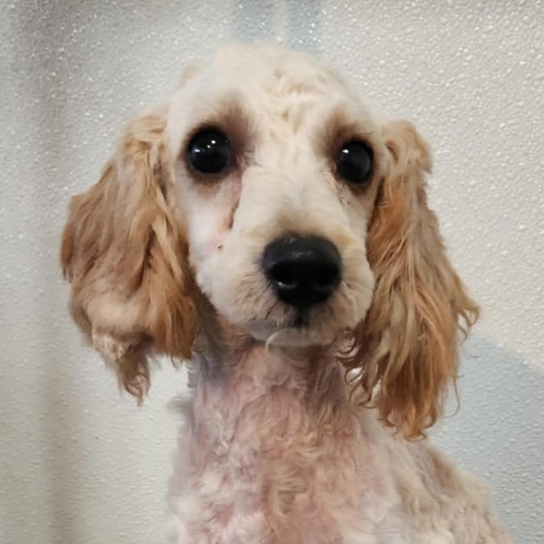 Adopt Corky Today - Pets TheCountyOffice