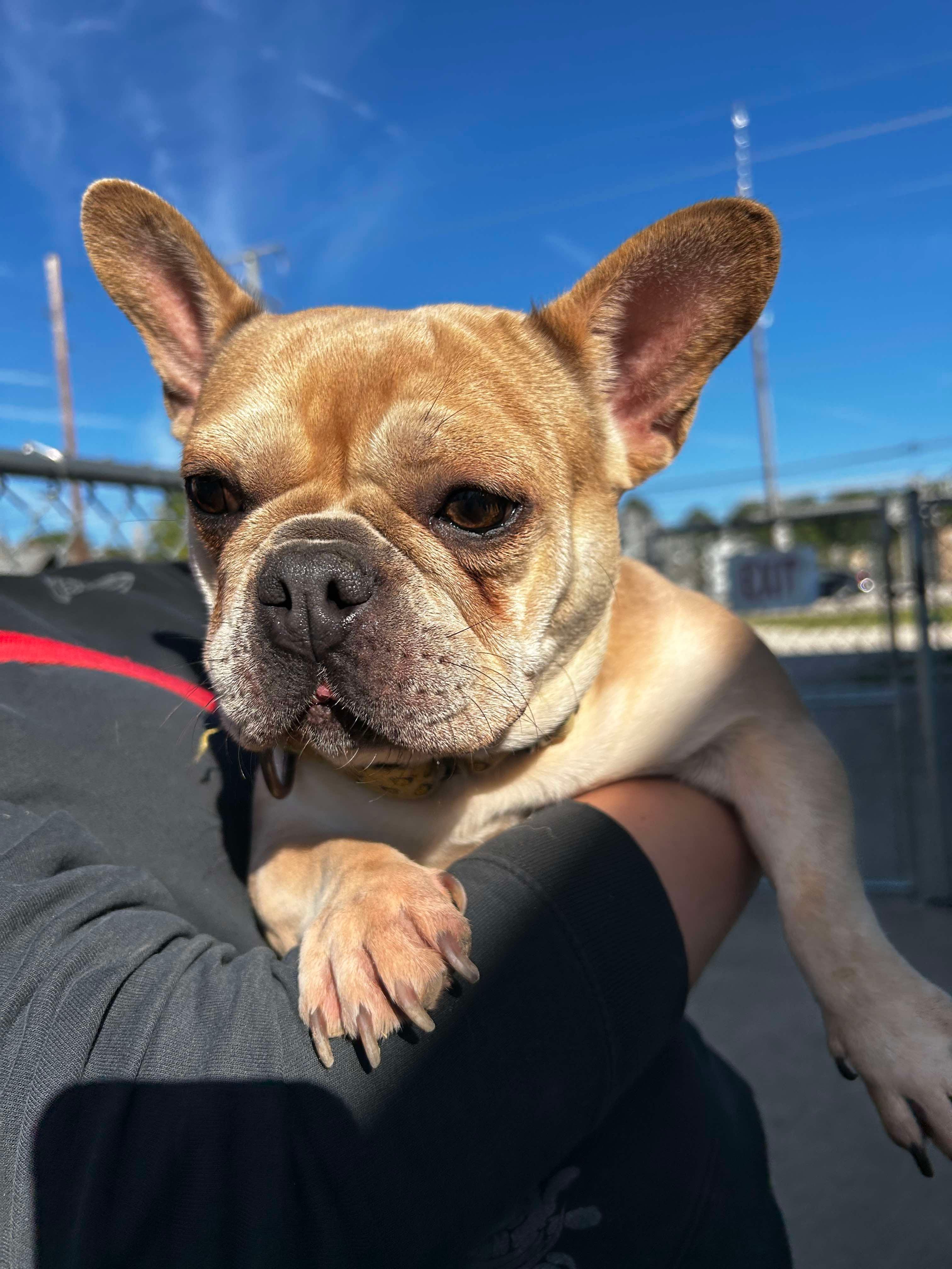 Adopt French Toast Today - Find Paw Pal