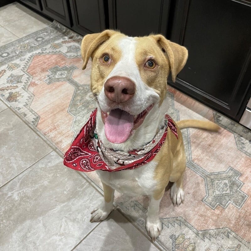 Adopt Jayce Ace Labrador Good Boy Today - Find Paw Pal
