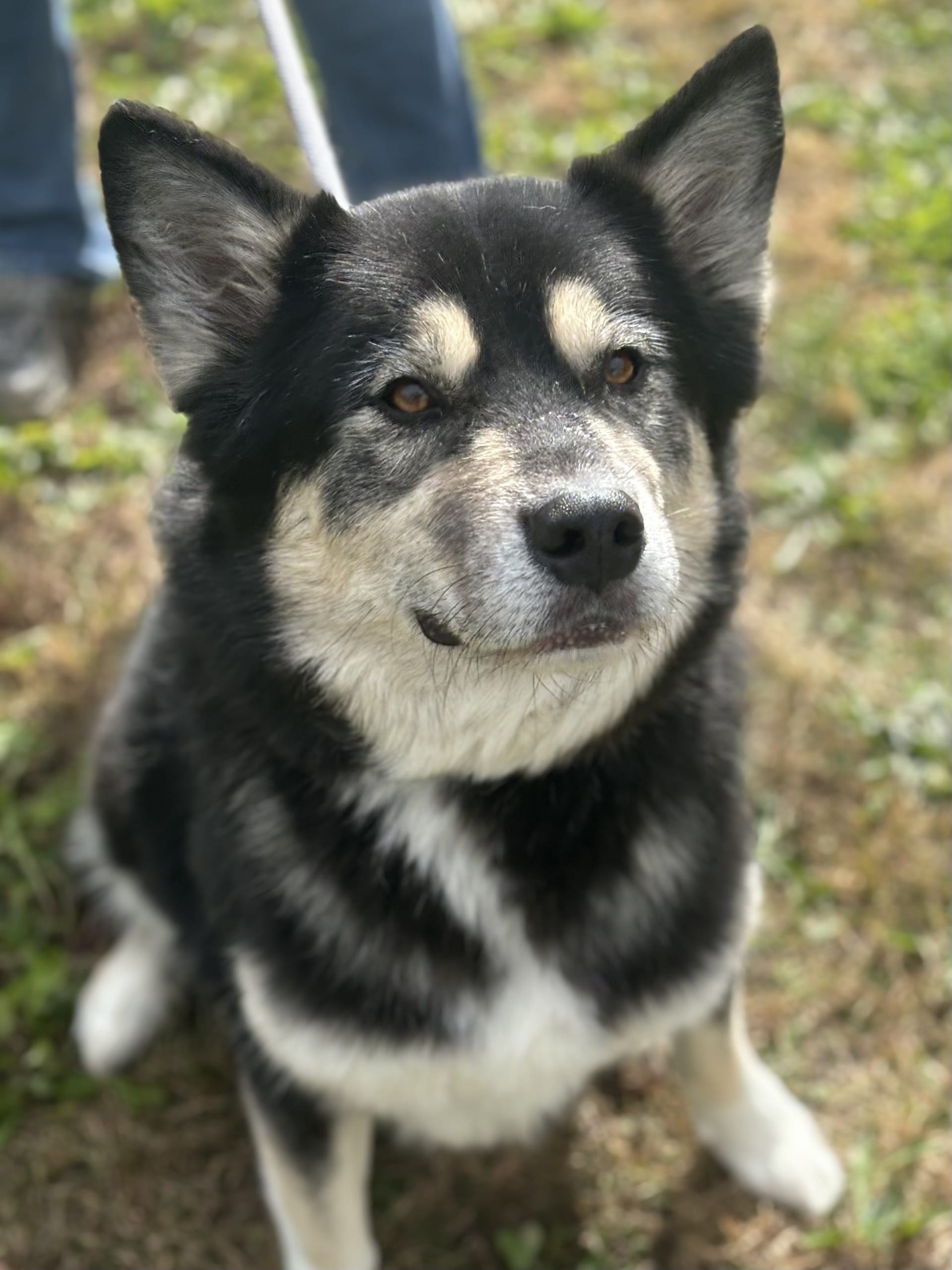 Adopt Jason Today - Find Paw Pal