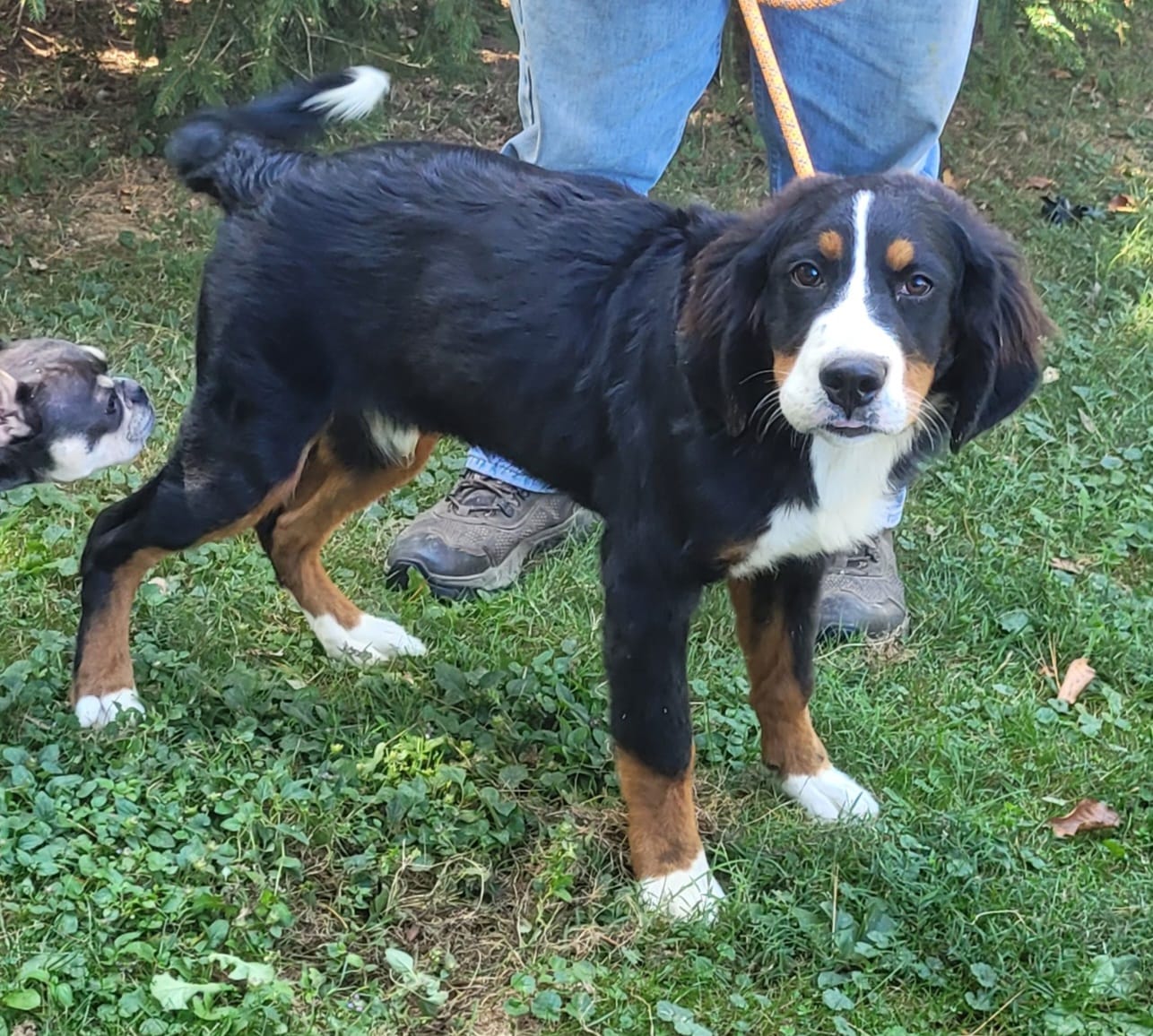 Adopt TYKE or TYLER Today - Find Paw Pal