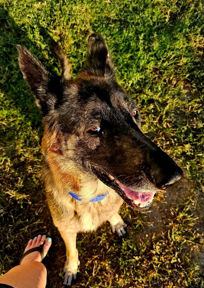 Adopt Archie-a relaxed love bug! Today - Pets TheCountyOffice