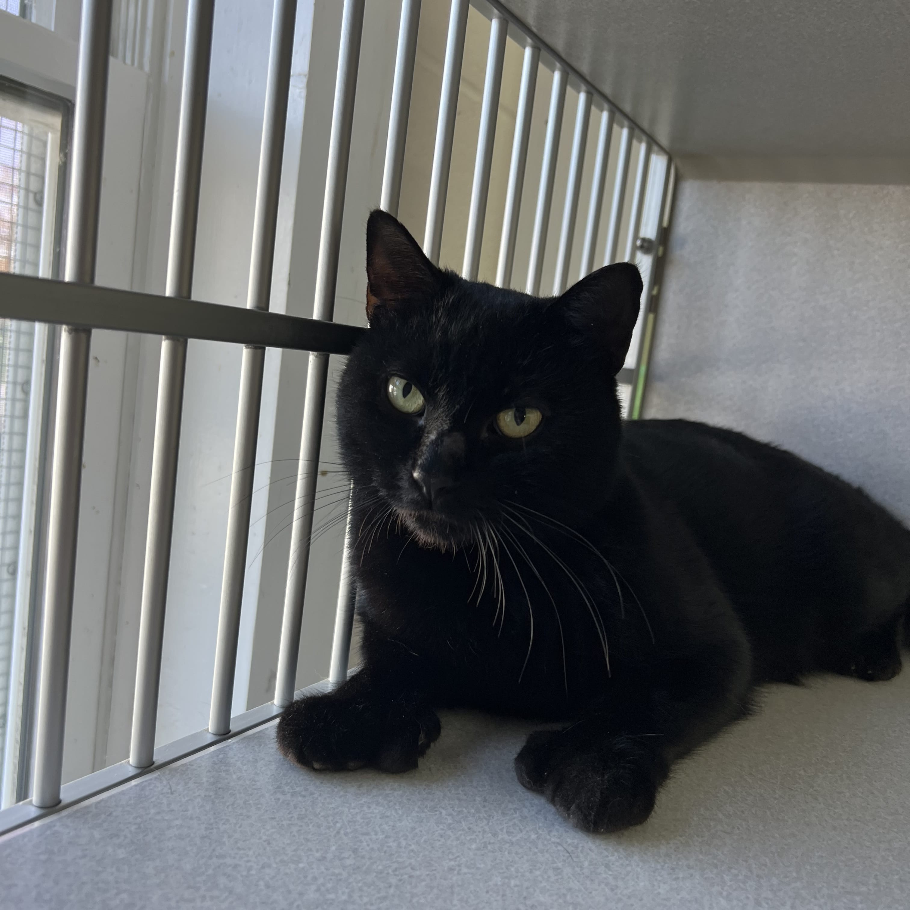 Adopt Tootsie Roll Today - Pets TheCountyOffice