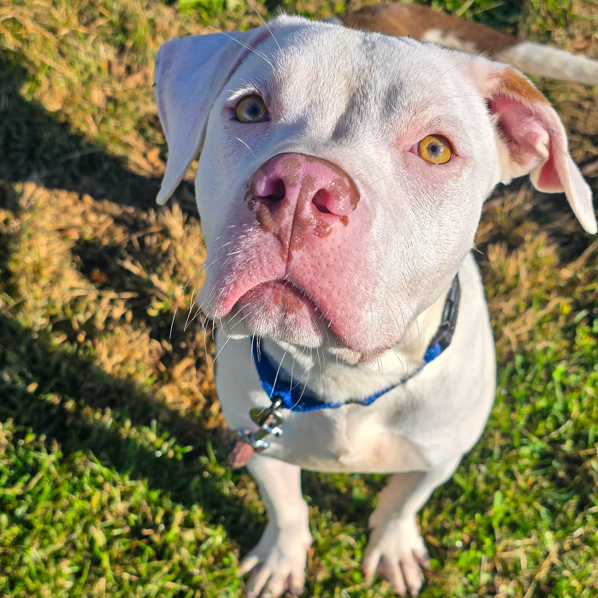 Adopt Walter White Today - Pets TheCountyOffice