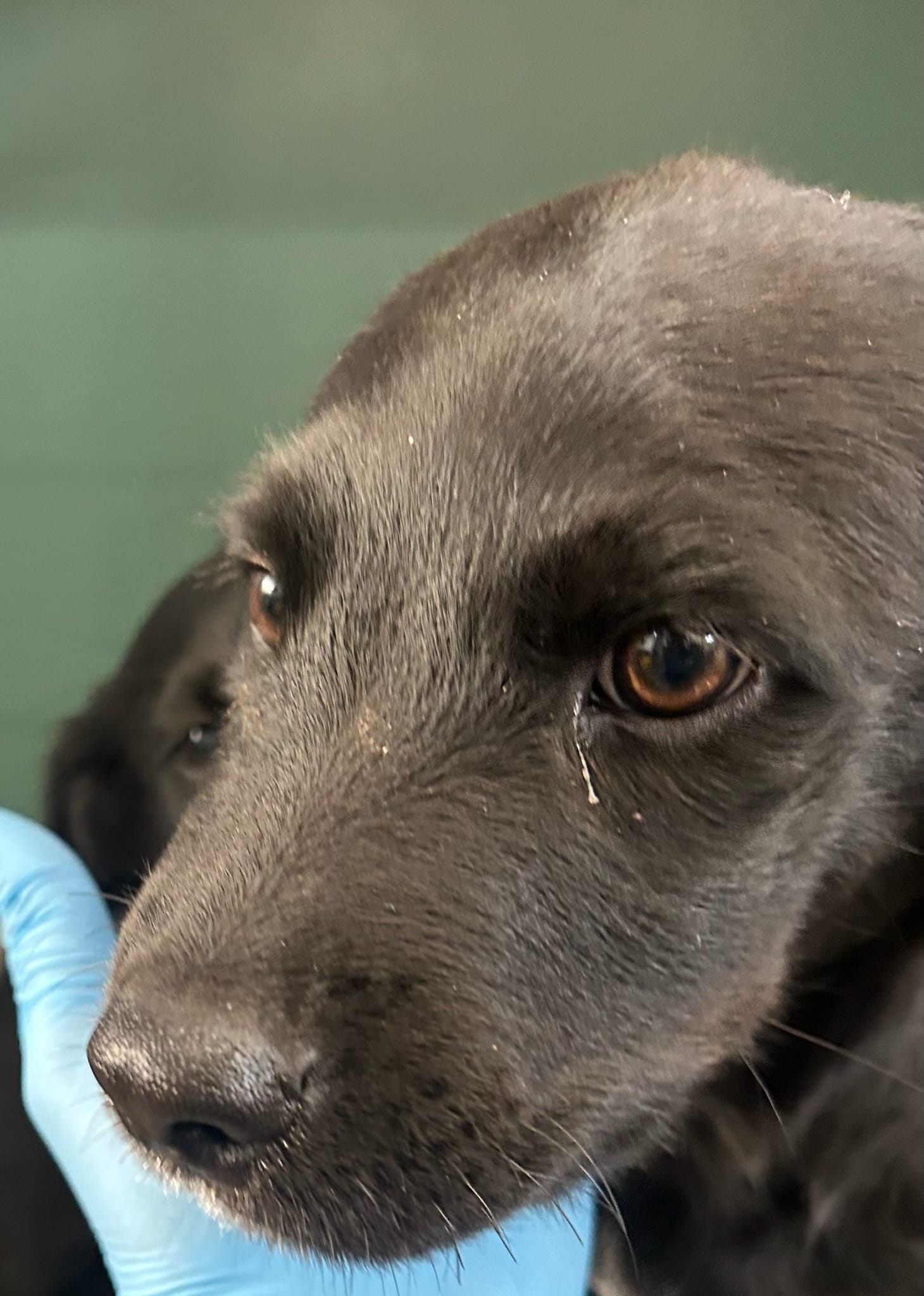 Dog Rescue in Flint, MI - Find Paw Pal