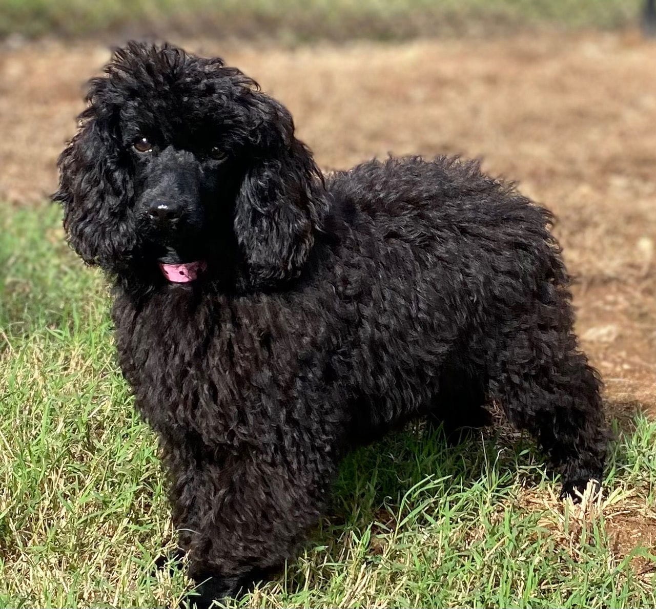 Adopt Zoe Sep 24 Today - Pets TheCountyOffice