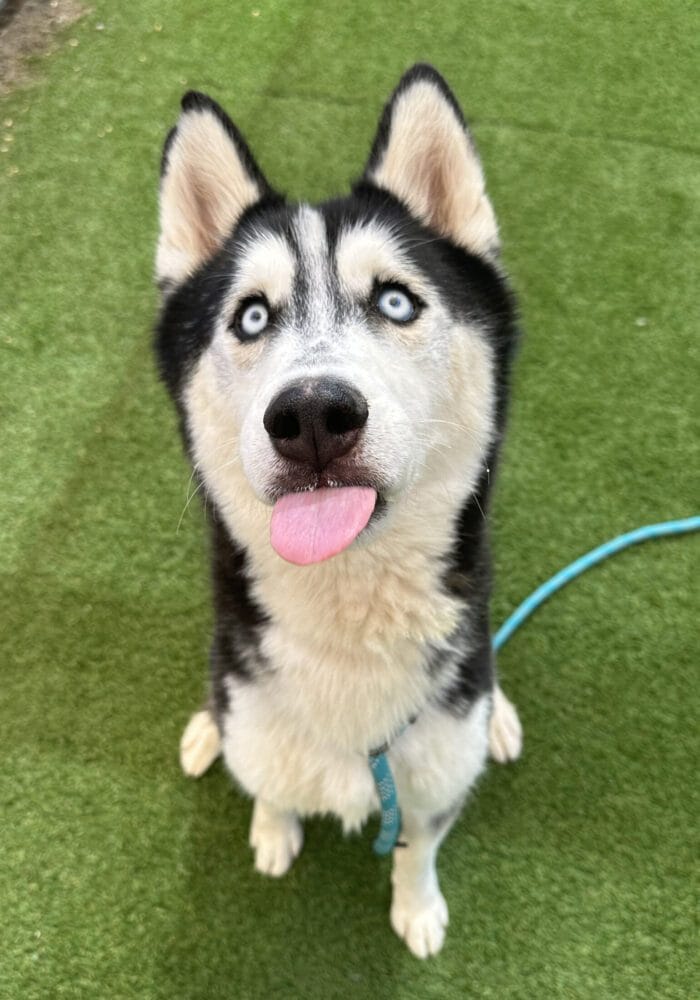 Adopt Kappa ***HURRICANE HELENE PUPPY*** Today - Pets TheCountyOffice