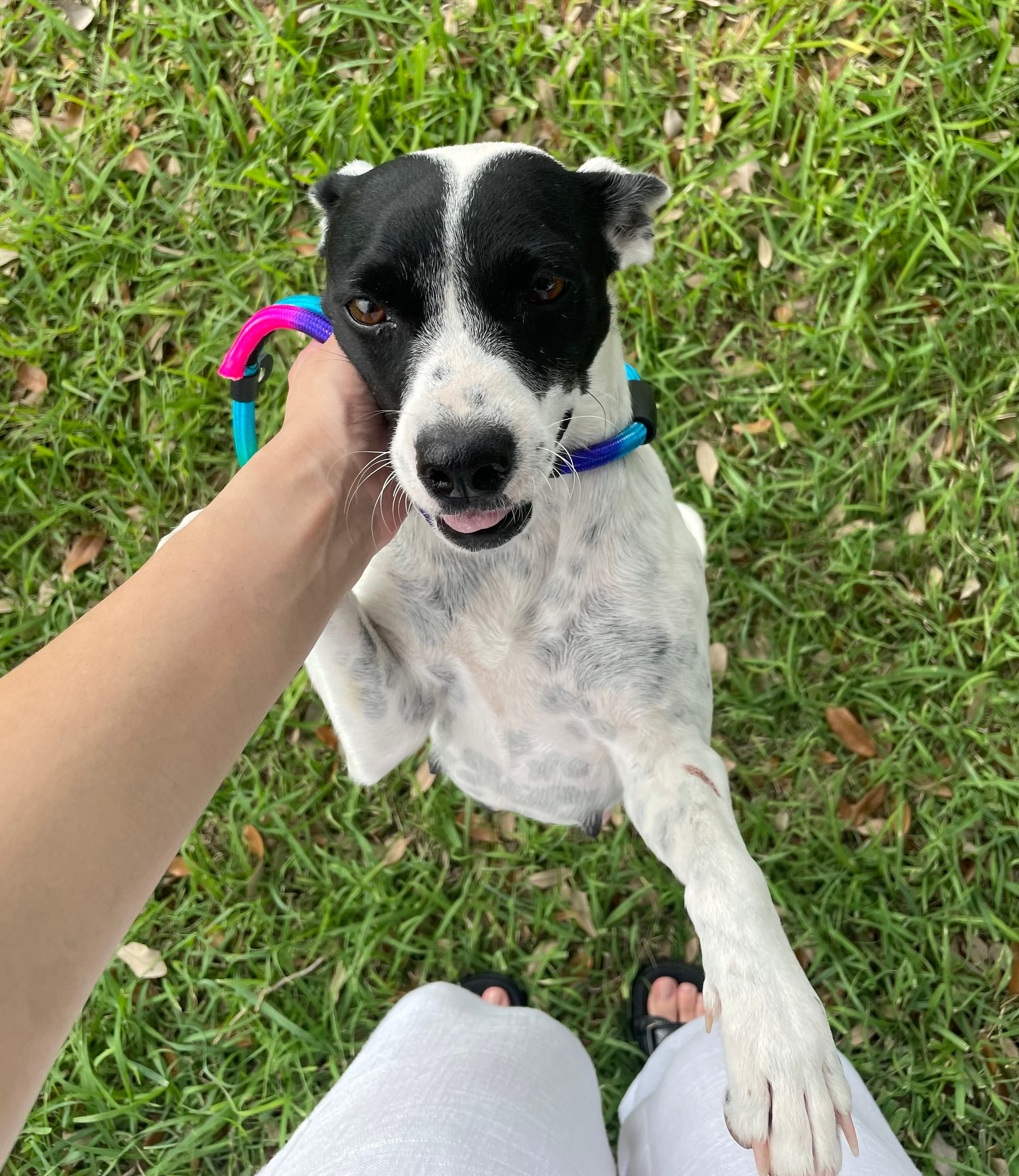 Adopt Maggie Moo Today - Find Paw Pal