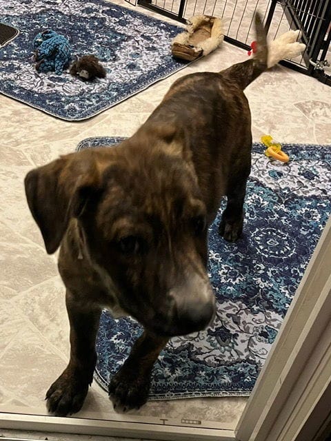 Adopt Cadabra Today - Pets TheCountyOffice