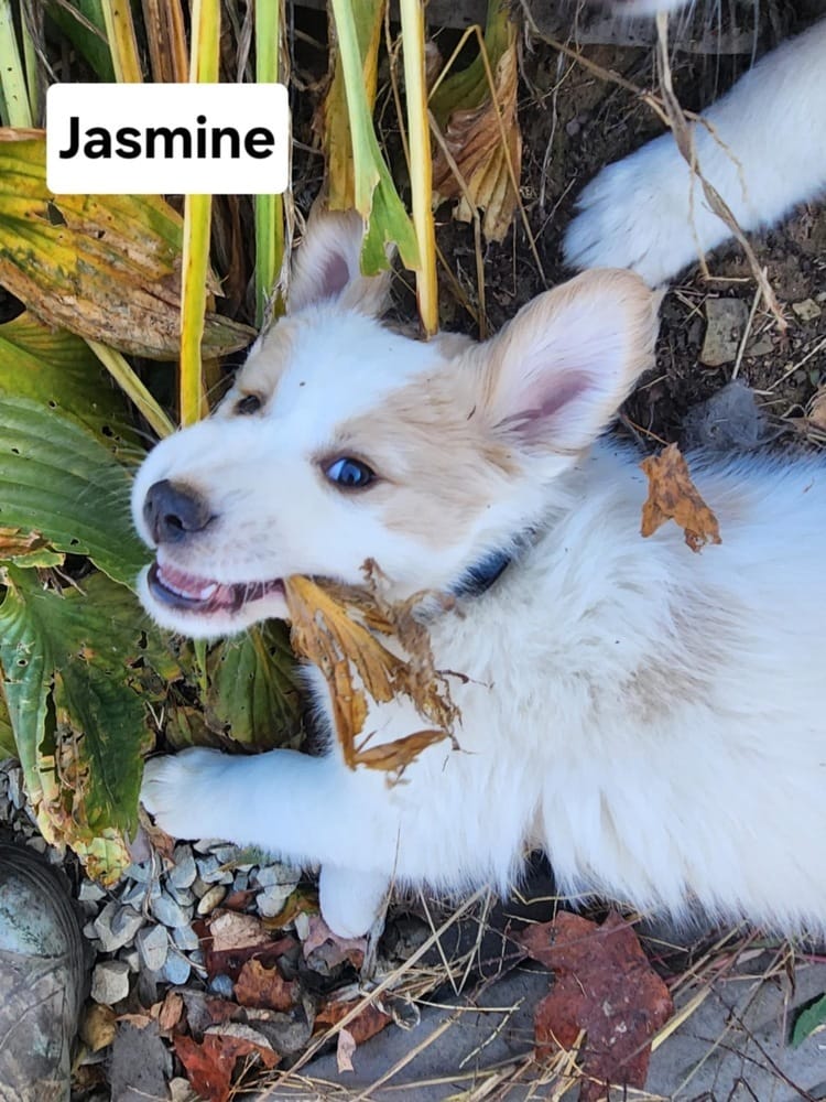Adopt Jasmine Today - Find Paw Pal
