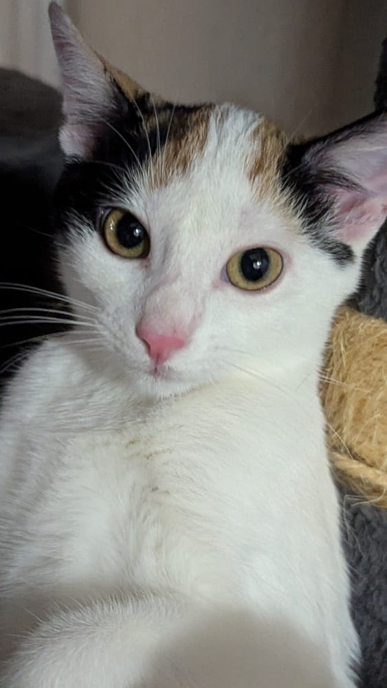 Adopt Athena W Today - Find Paw Pal