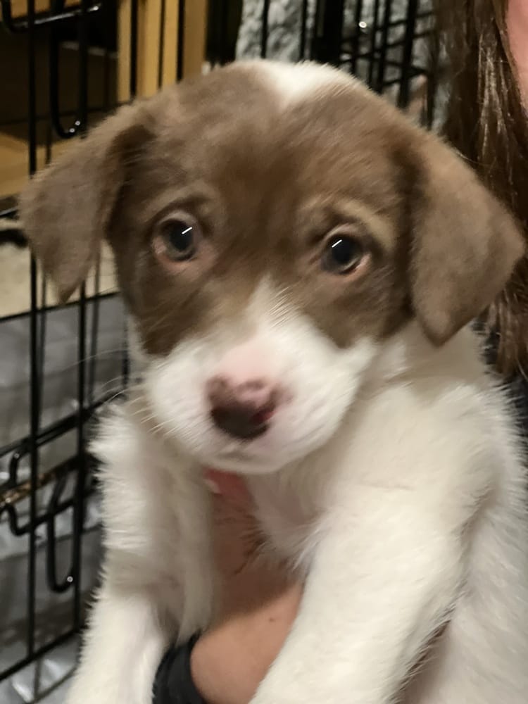 Adopt TRINNY Today - Pets TheCountyOffice