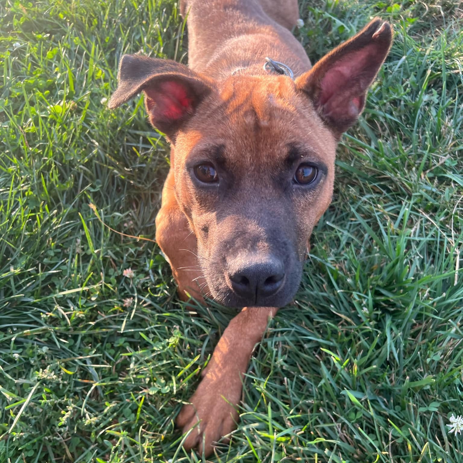 Adopt Scrappy Doo Today - Find Paw Pal