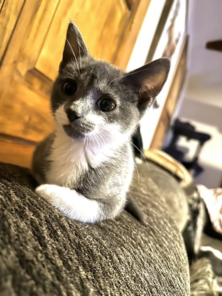 Adopt **Topeka Cat Cafe** Maxine Today - Pets TheCountyOffice