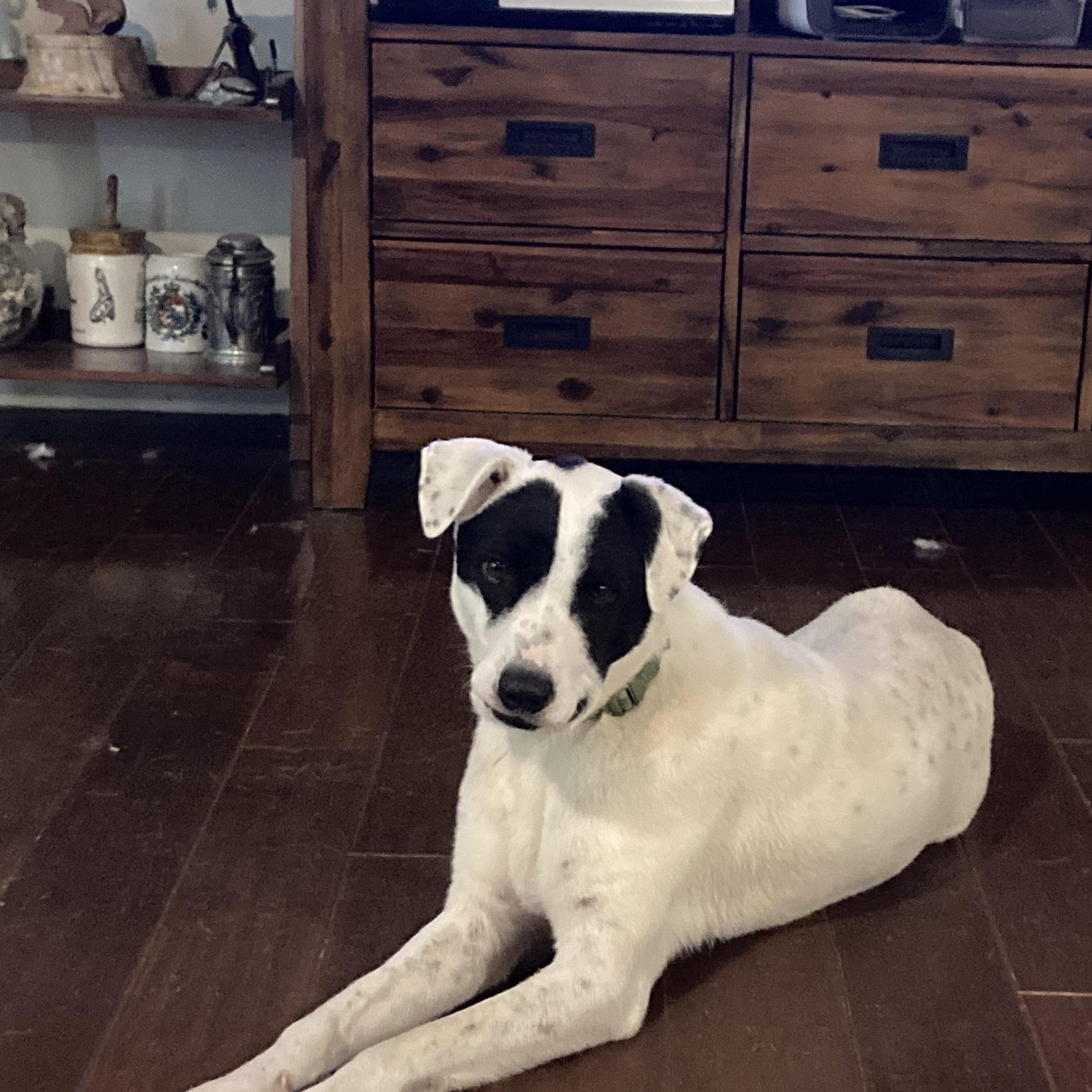 Adopt Marley Today - Find Paw Pal