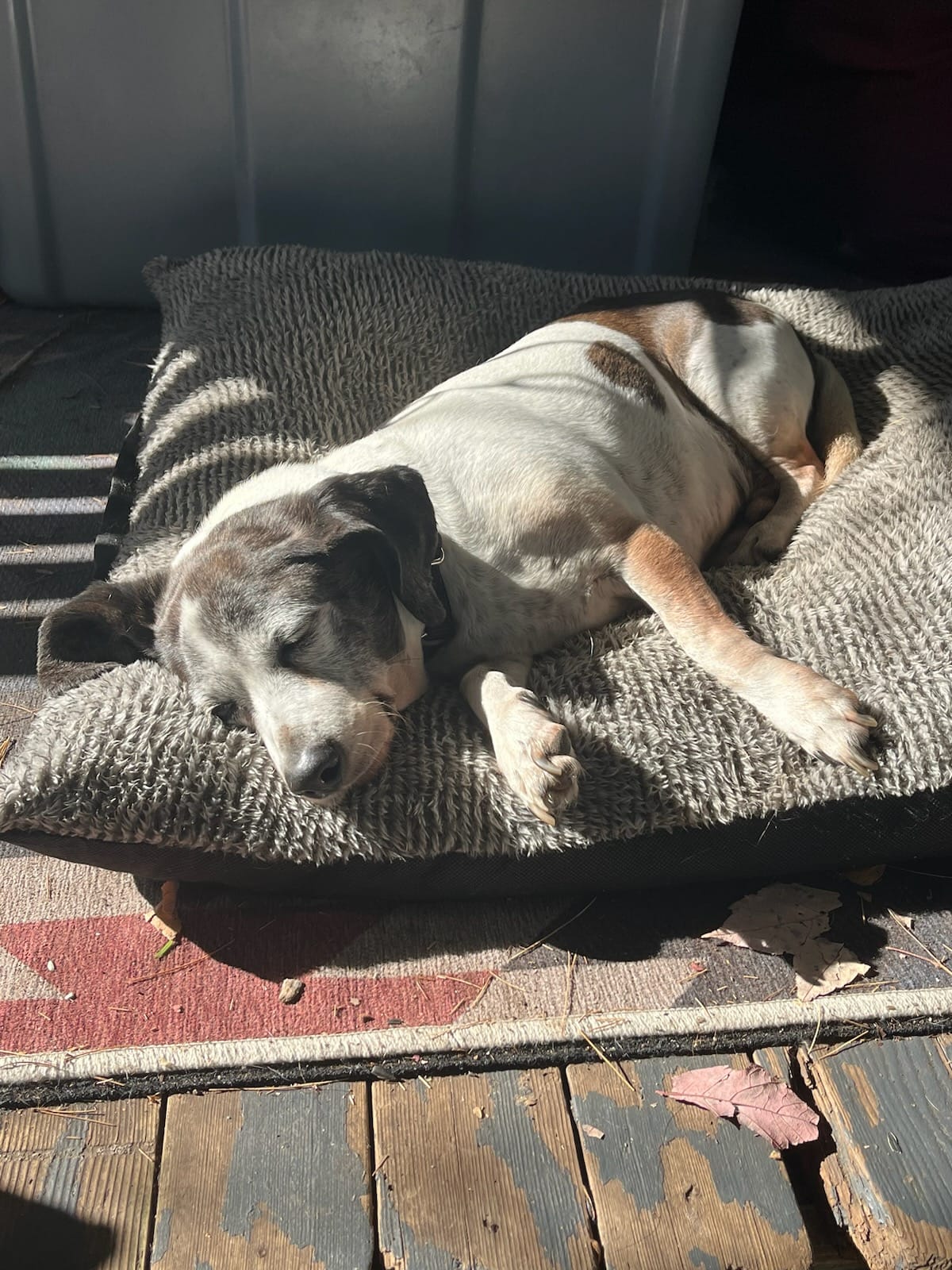 Adopt Rochester, the magical Super-Dog! Today - Find Paw Pal