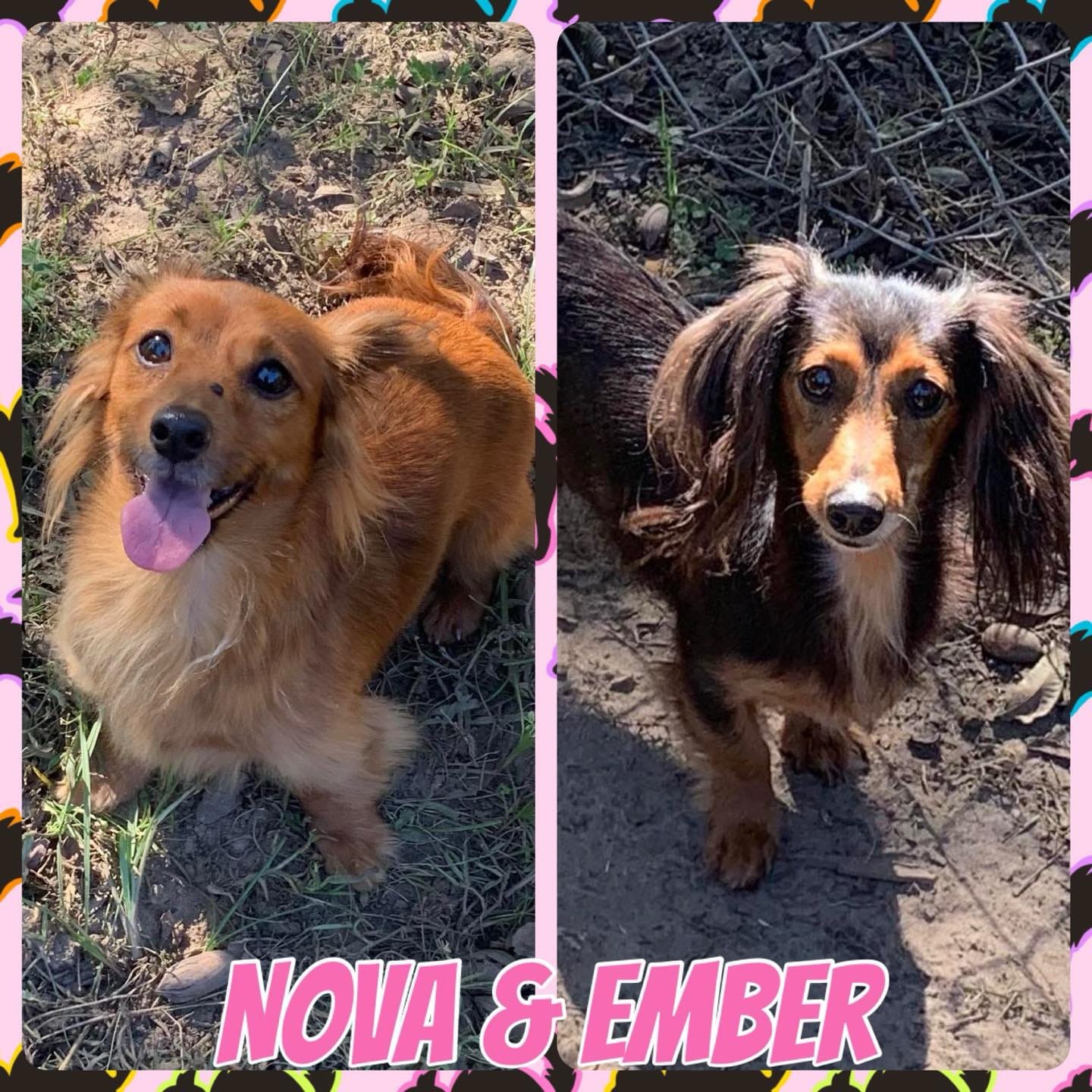 Adopt Nova & Ember Today - Pets TheCountyOffice