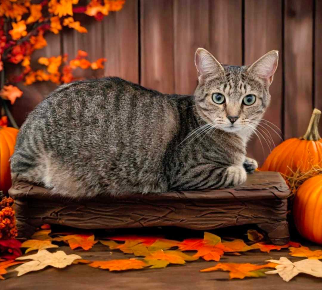 Adopt Tabby Today - Find Paw Pal