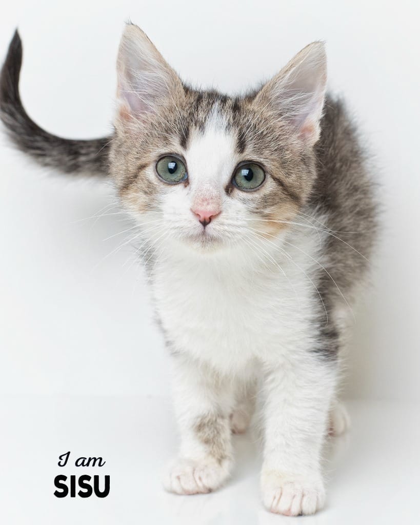 Adopt Sisu Today - Pets TheCountyOffice