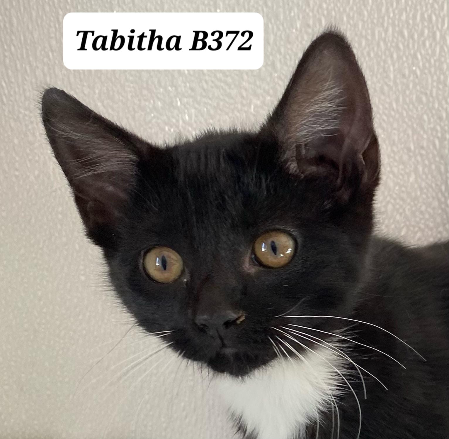Adopt Tabitha Today - Find Paw Pal