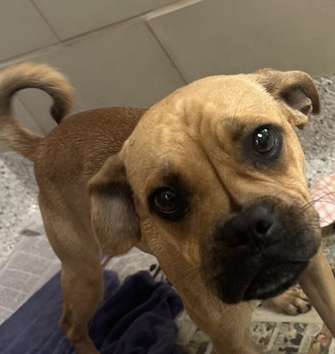 Adopt Peter Pan Today - Pets TheCountyOffice