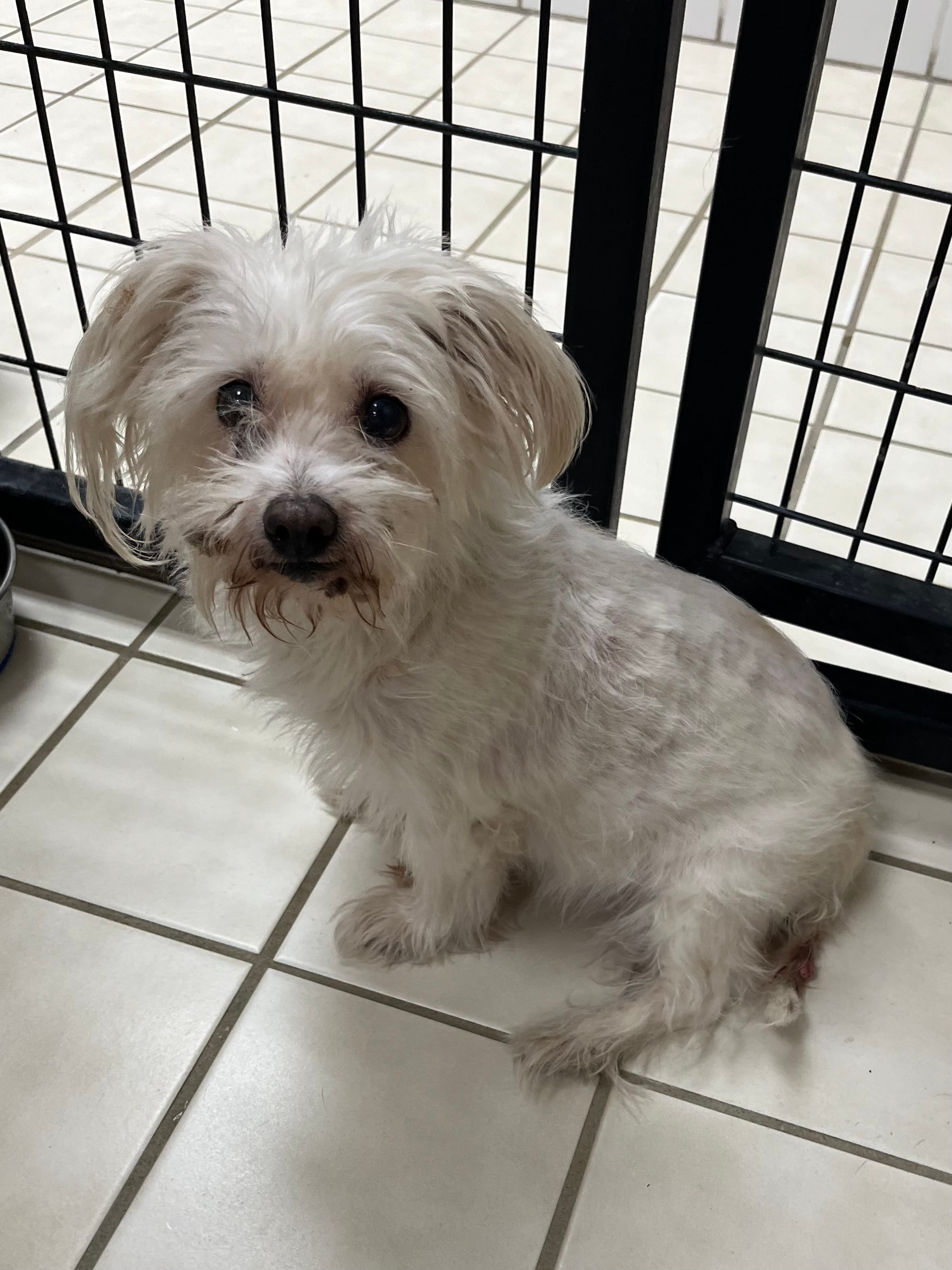 Adopt Mattie Today - Find Paw Pal