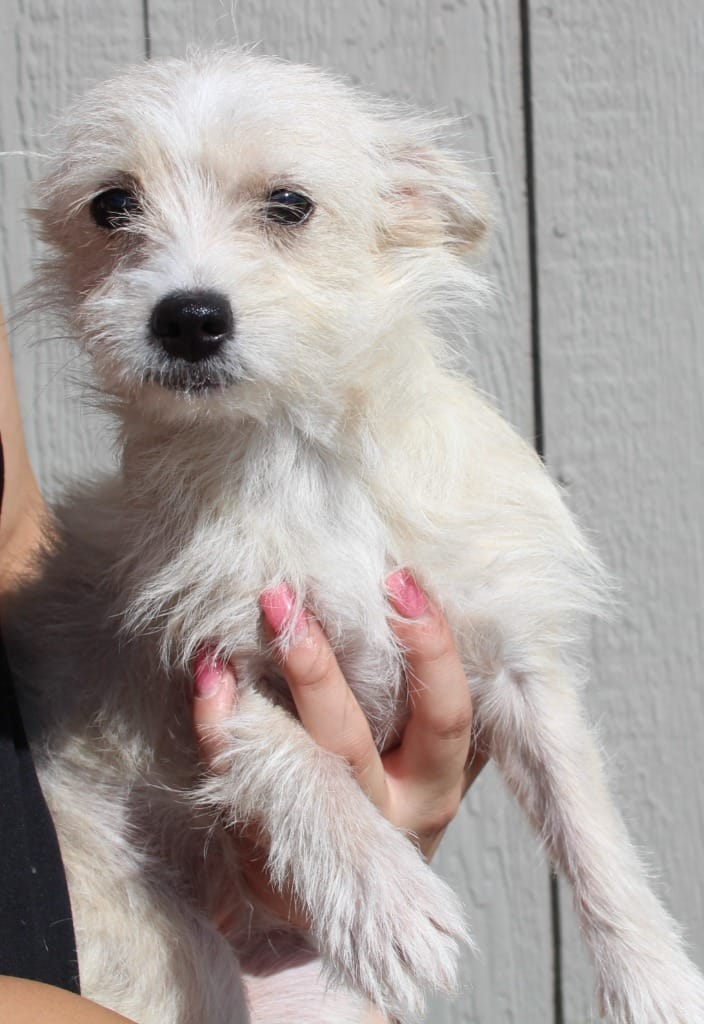 Adopt Violet Today - Pets TheCountyOffice