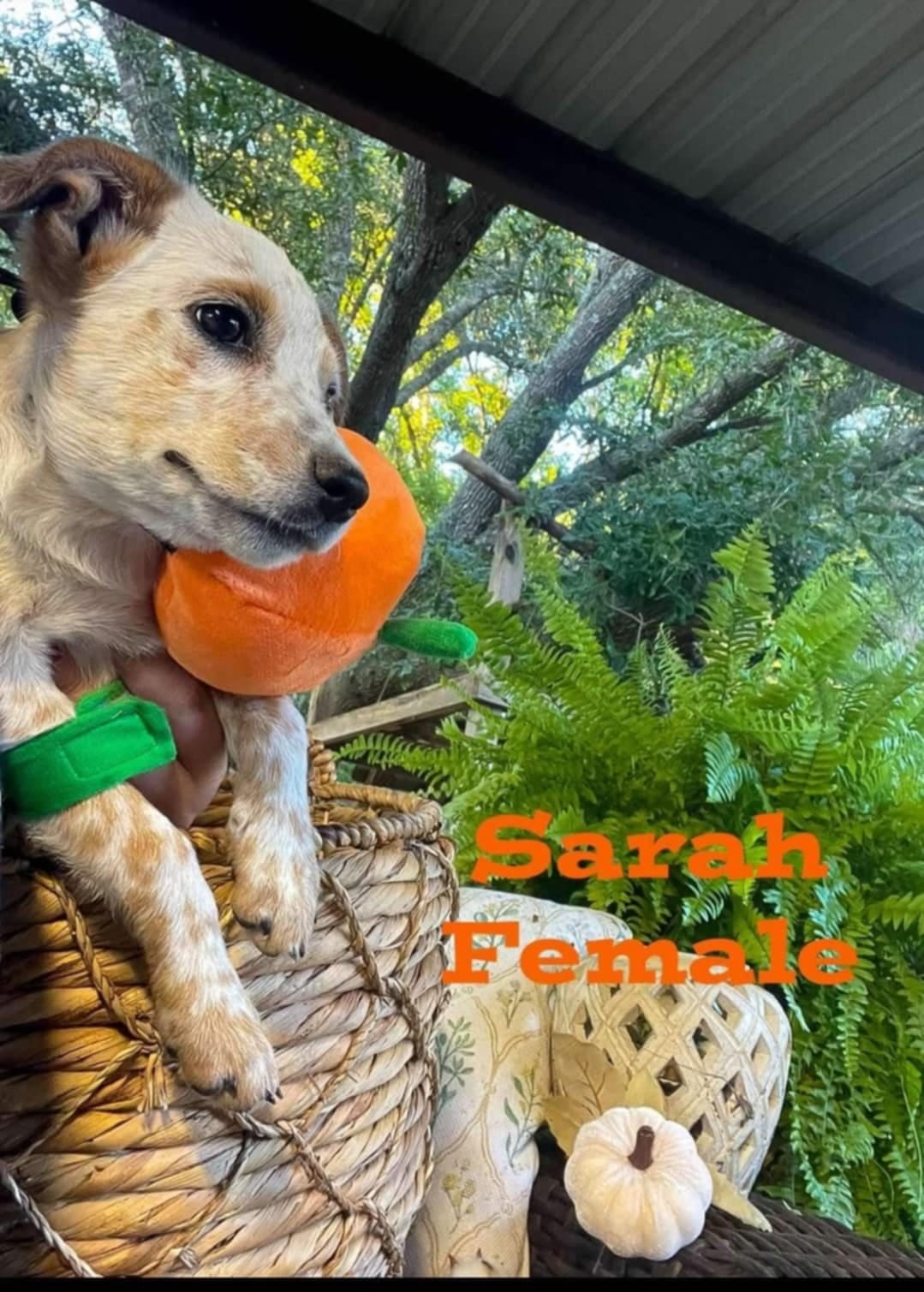 Adopt Sarah Today - Find Paw Pal