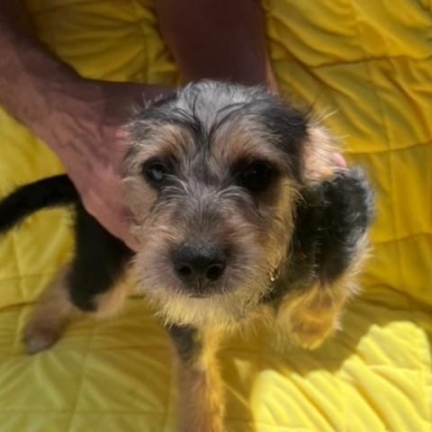 Adopt Jake Today - Pets TheCountyOffice