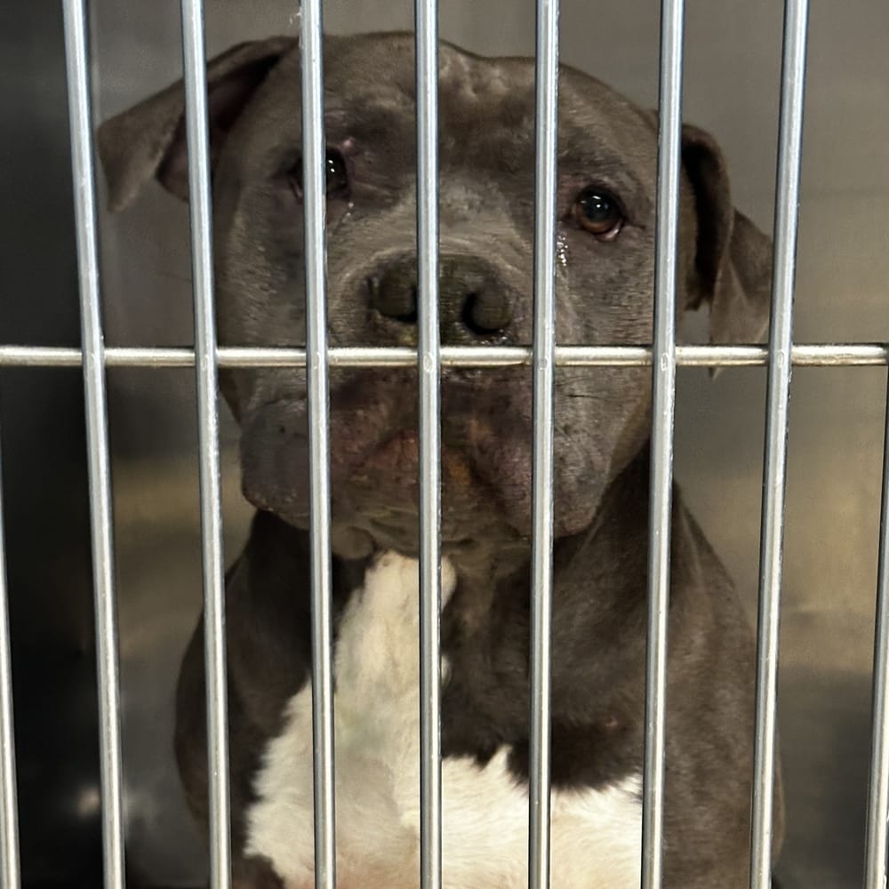 Adopt Rizz-FOUND Today - Find Paw Pal