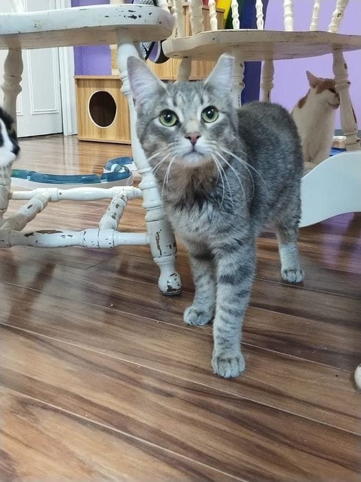 Adopt Keith Richards Today - Pets TheCountyOffice