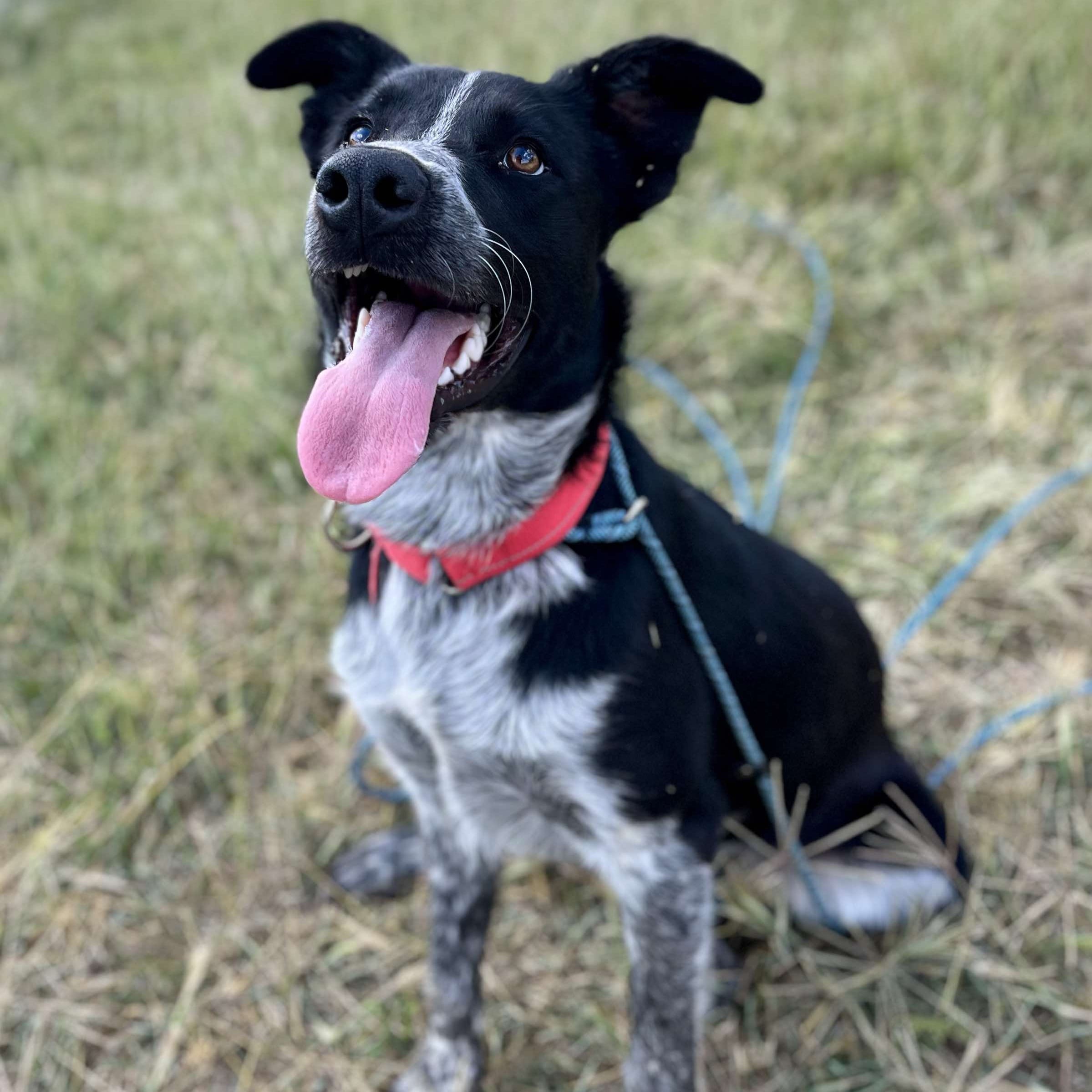 Adopt Blake Today - Pets TheCountyOffice