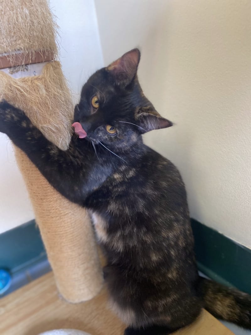 Adopt Wendy Today - Pets TheCountyOffice